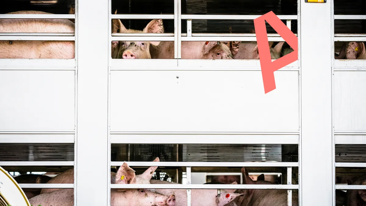 ‘NVWA greep niet in bij ernstig dierenleed’ | Argos ...