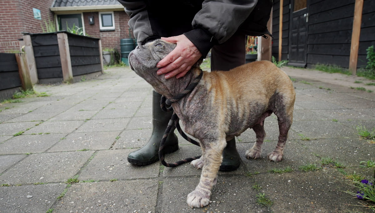 Ik ben hier voor het Dier | HUMAN - Radicaal menselijk